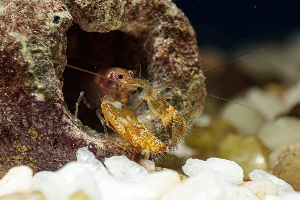 Mediterranean Tooth-footed Snapping Shrimp from 2 - Mers El Hadjadj ...