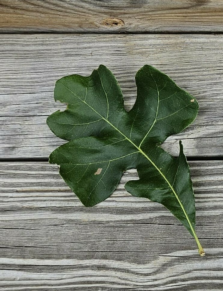 post oak from Culpeper, VA 22701, USA on July 14, 2023 at 05:57 PM by ...