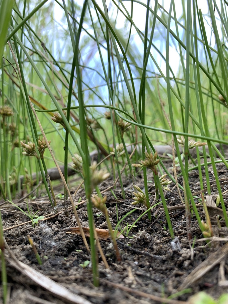 Thread Rush from Medicine Bow National Forest, Albany County, WY, USA ...