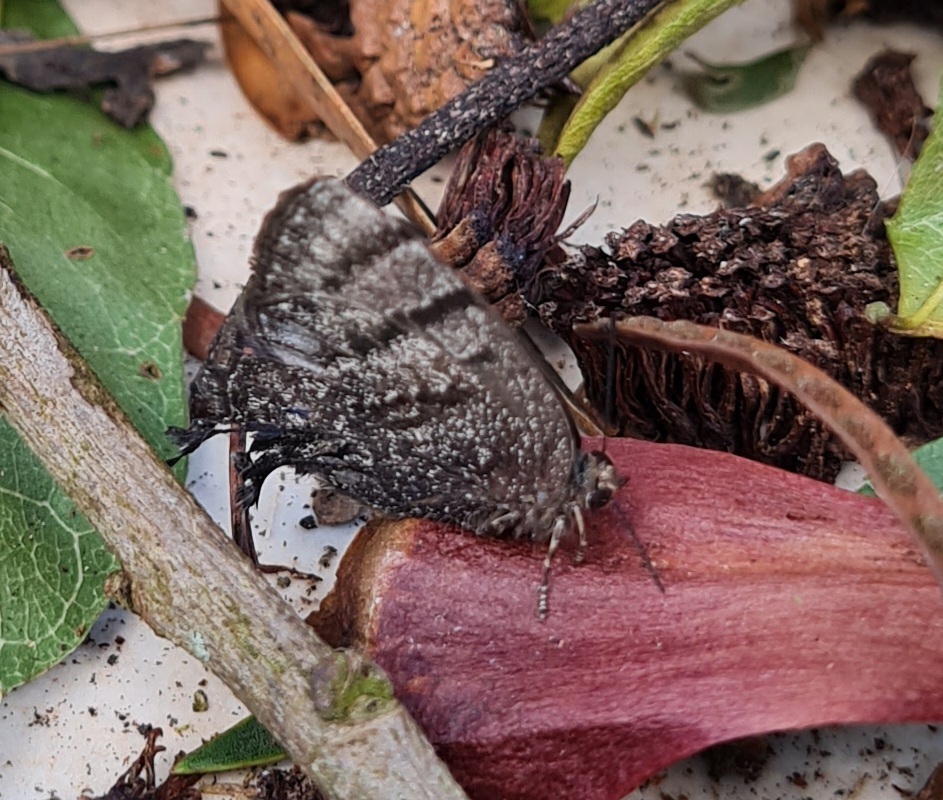 Atlides zava from Campo Comprido, Curitiba - PR, Brasil on July 14 ...