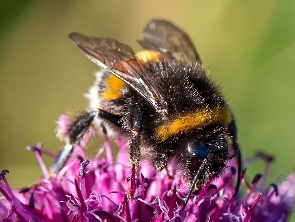Buff-tailed Bumble Bee from Suchsdorf, Kiel, Deutschland on July 10 ...