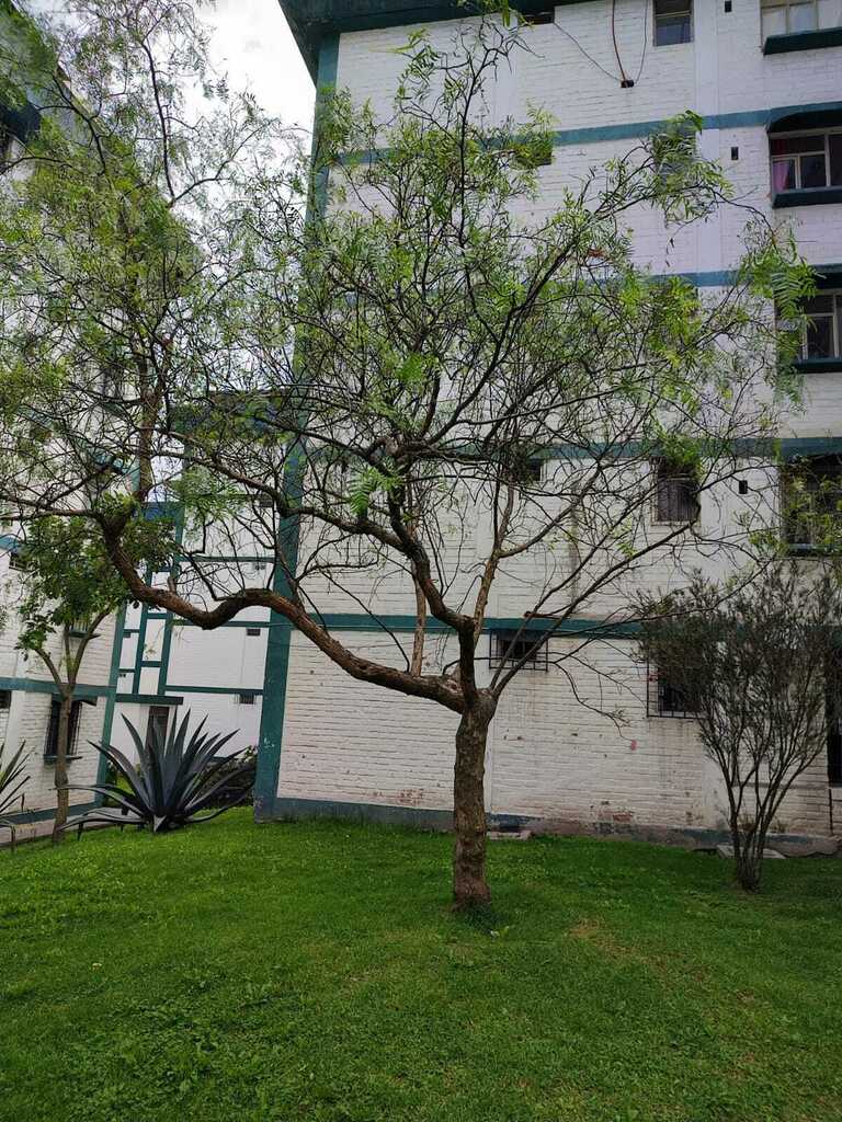 Peruvian Pepper Tree from quito on July 10, 2023 by erika_galvez ...