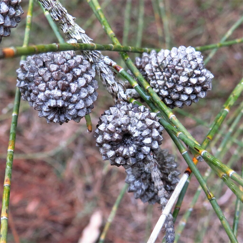 Swamp sheoak from Bermagui NSW 2546, Australia on July 4, 2023 at 05:06 ...