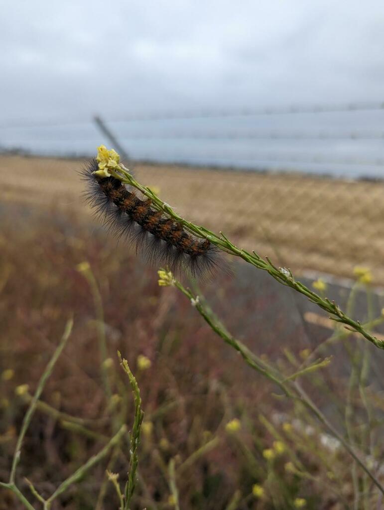 Salt Marsh Moth from Imperial Beach on July 14, 2023 at 04:08 PM by Jan ...