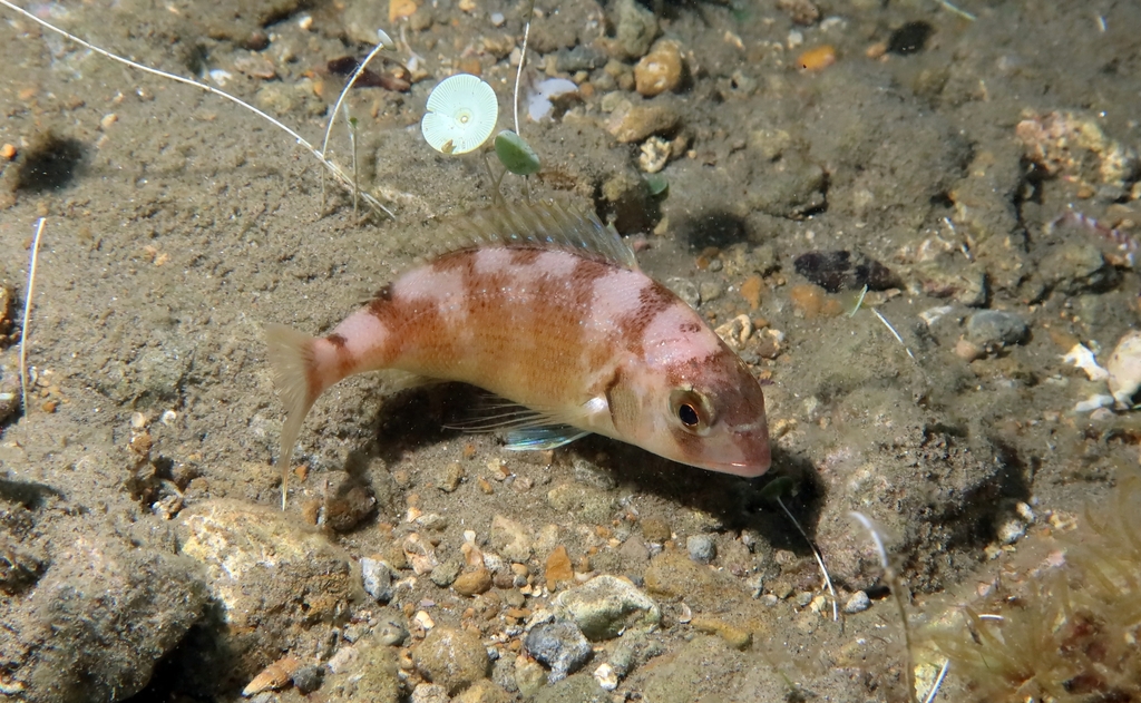 Red Porgy (Pagrus pagrus) - Marine Life Identification