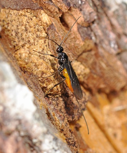 Atanycolus genalis · iNaturalist