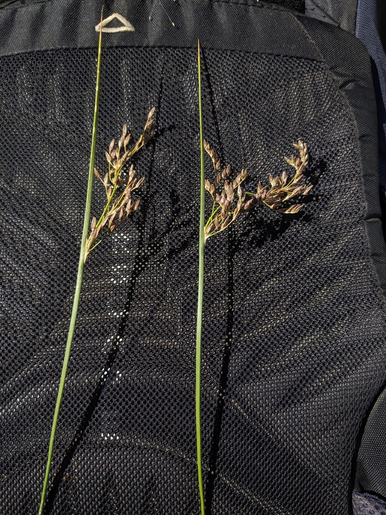 Baltic Rush from Dyer, NV 89010, USA on July 12, 2023 at 09:34 AM by Margaret Gallagher ...