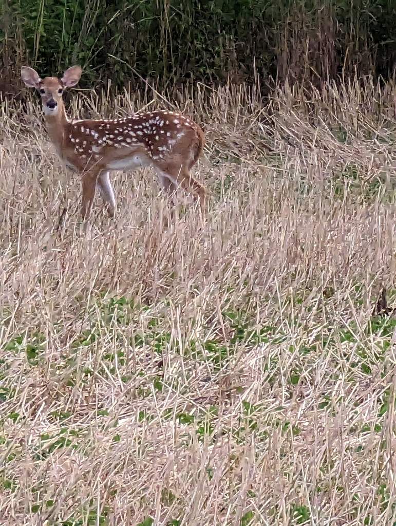 White-tailed Deer from Laurel, DE 19956, USA on July 14, 2023 at 07:02 ...