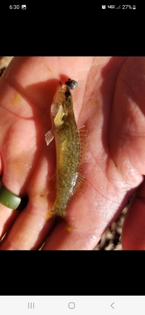 Redfin Darter from Vian, OK 74962, USA on February 15, 2020 by colby ...