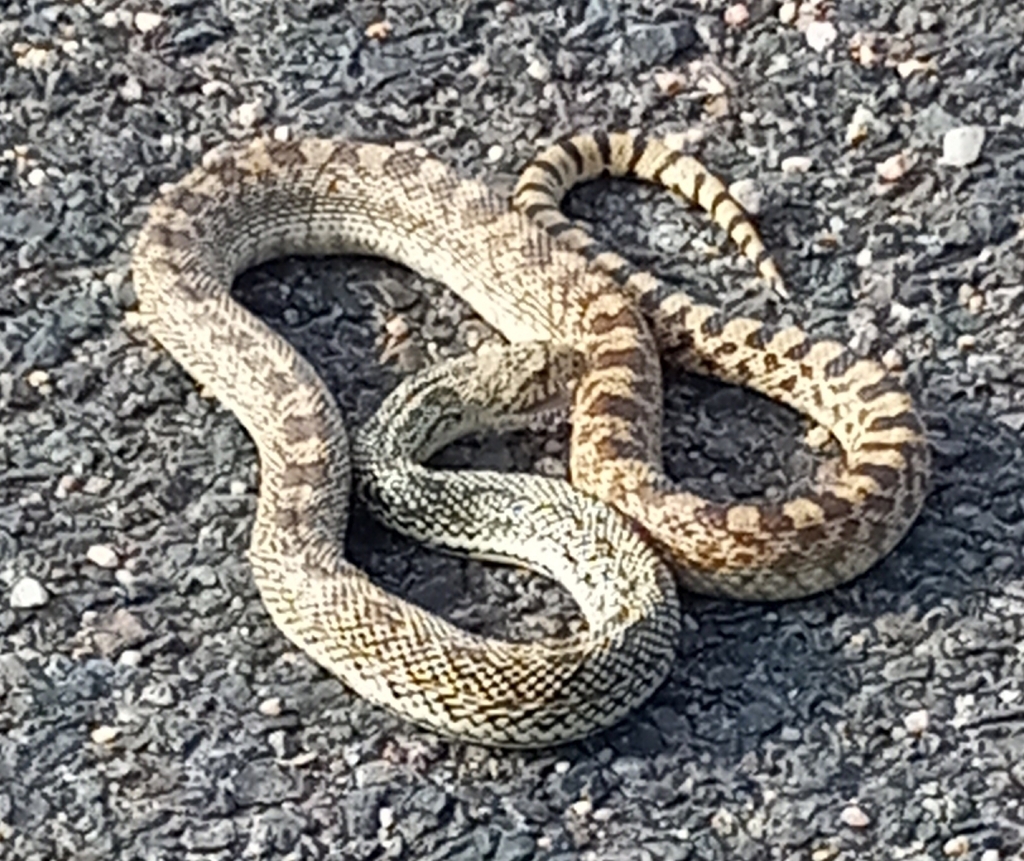 Bullsnake from Brule, NE 69127, USA on July 14, 2023 at 05:29 PM by ...