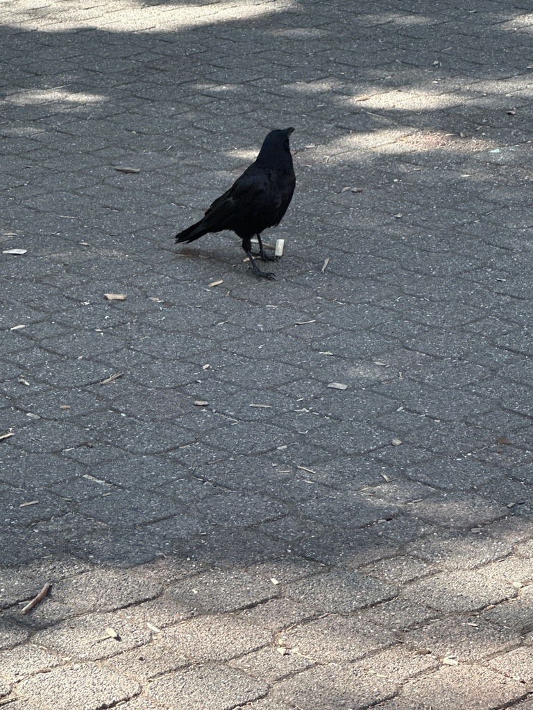 American Crow from Alaska Airlines Arena at Hec Edmundson Pavilion ...
