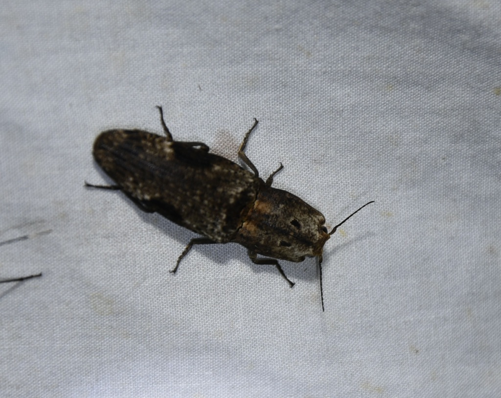 Cryptalaus larvatus in July 2023 by 彭啟賢 · iNaturalist