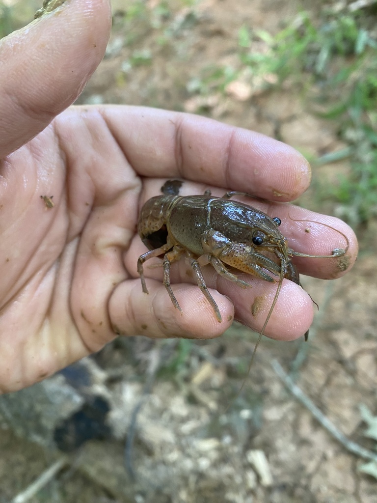 Red River Burrowing Crayfish from State Highway 21 E, Crockett, TX, US ...