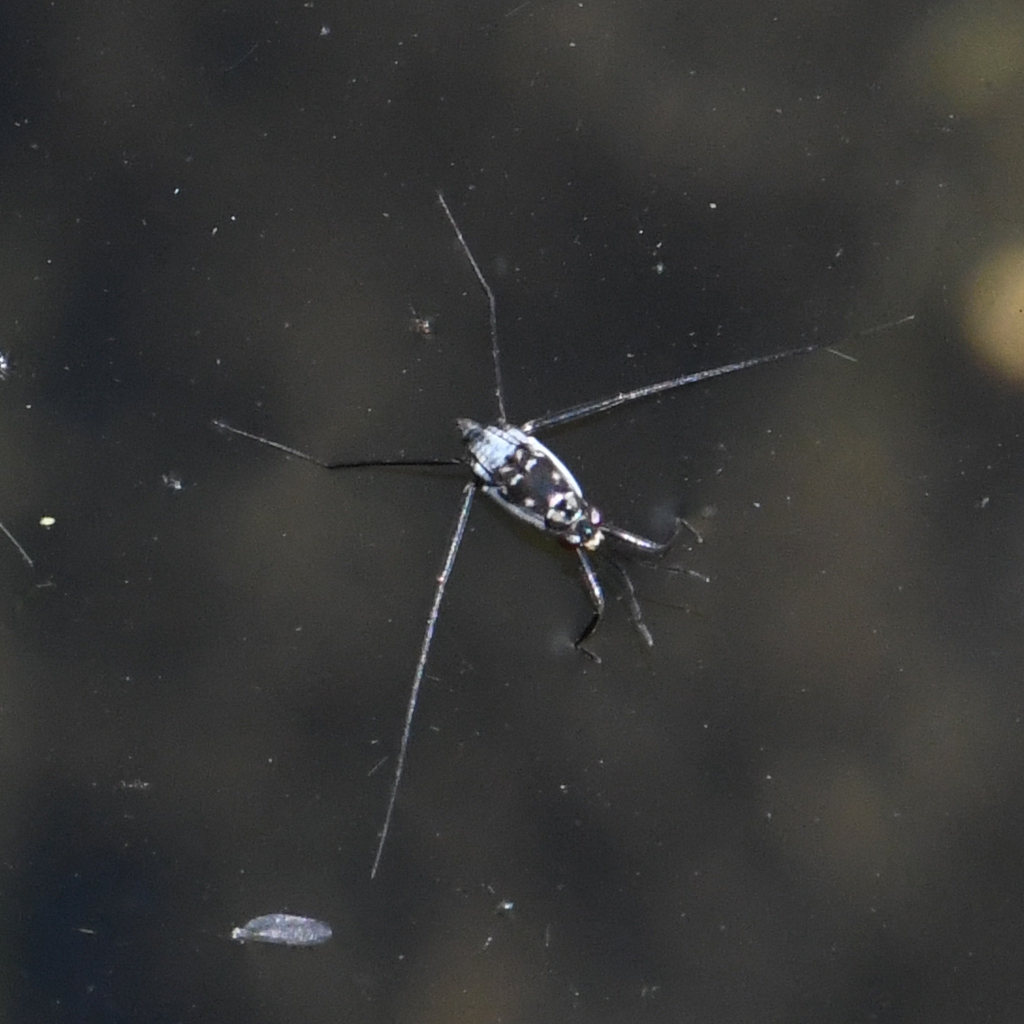 Trepobates subnitidus in June 2023 by Penguin · iNaturalist
