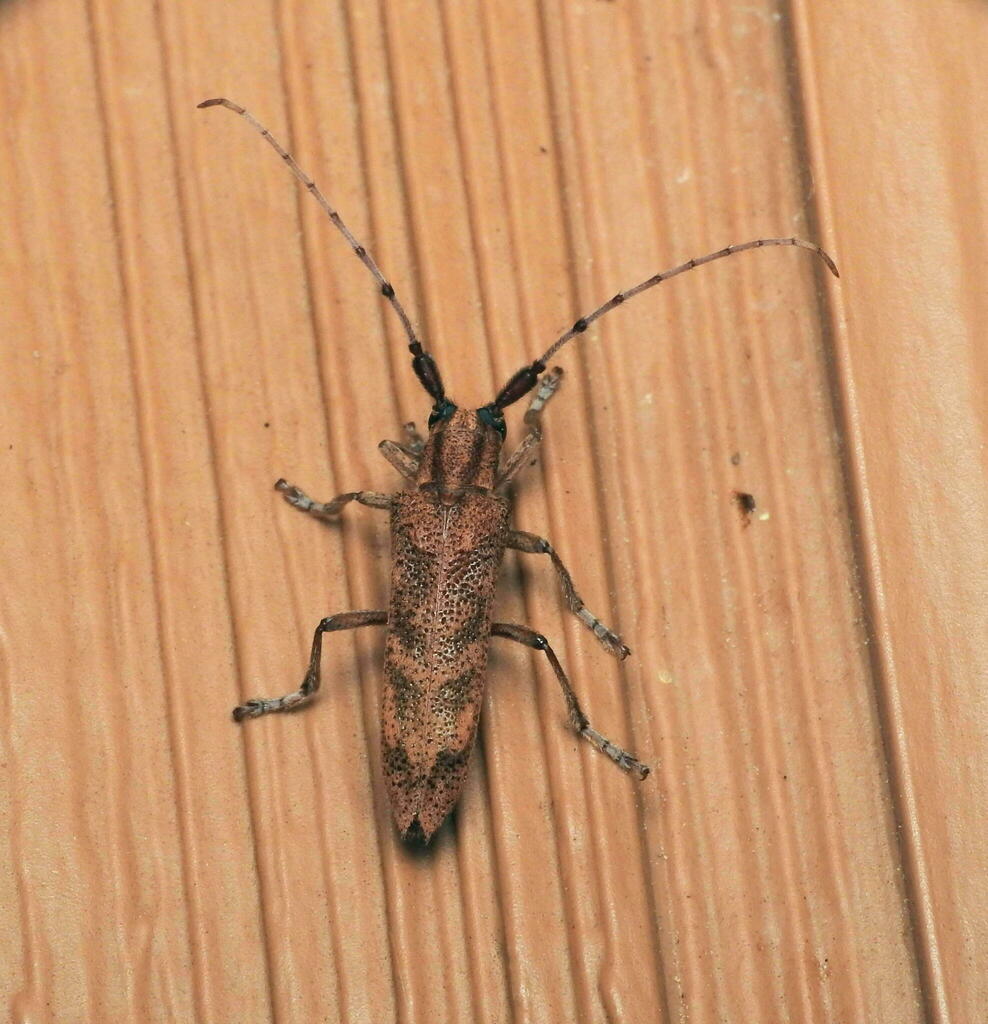 Alder Borer from Cabin, Chippewa County, MI, USA on July 14, 2023 at 04 ...