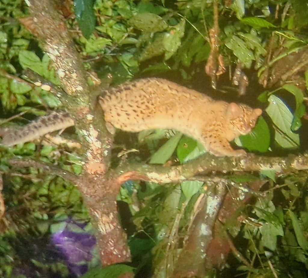 Marbled Cat in July 2023 by Harsha Jayaramaiah · iNaturalist