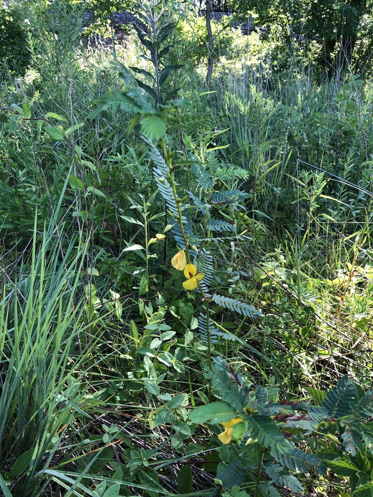 partridge pea in July 2023 by Matt Tomlinson · iNaturalist