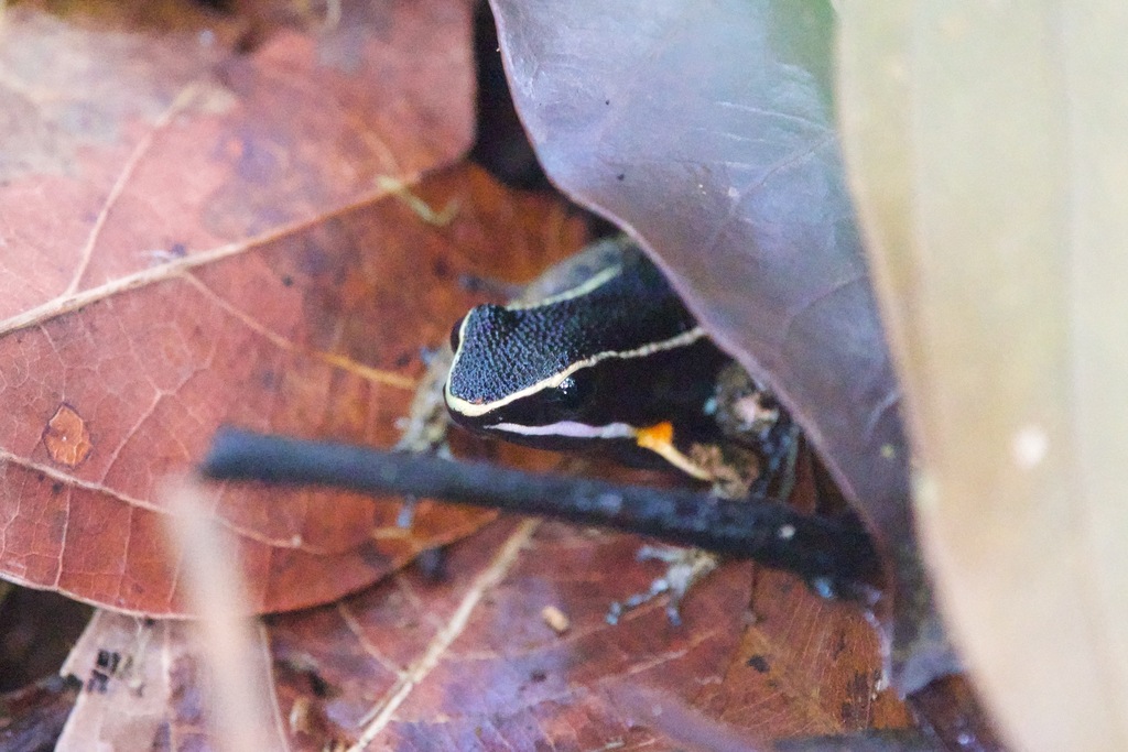 Spotted-thighed Poison Frog from Maynas Province, Peru on June 30, 2023 ...