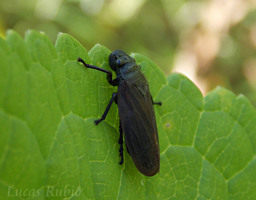 Genus Kanaima · iNaturalist
