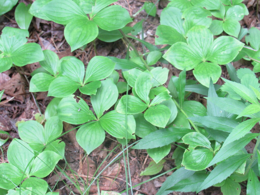 Canadian bunchberry from Kent Rural District, NB, Canada on July 14 ...
