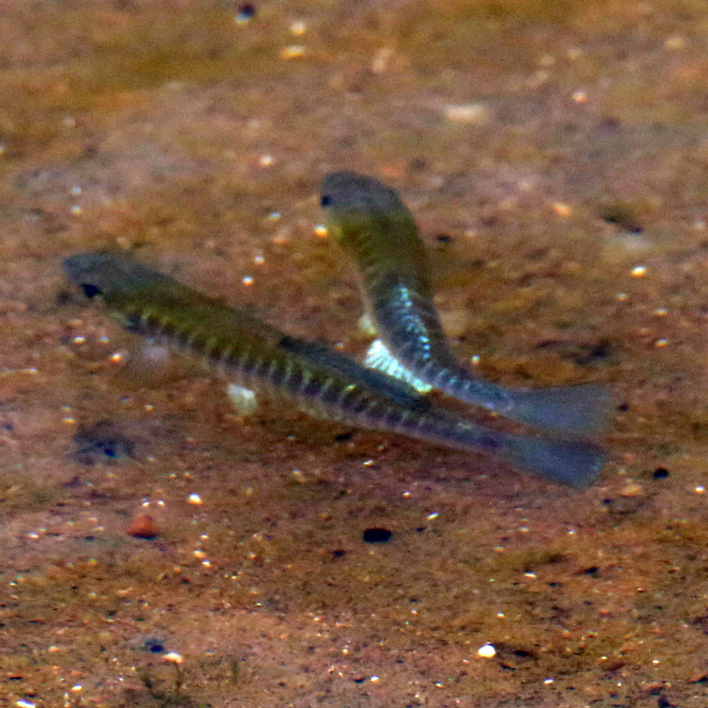 banded killifish in July 2023 by robertloerzel · iNaturalist