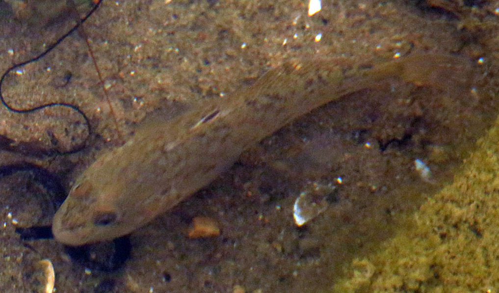 Round Goby from Uptown, Chicago, IL, USA on July 14, 2023 at 10:35 AM ...