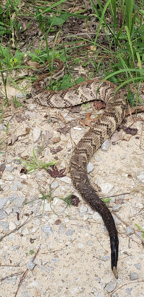 Timber Rattlesnake from Haleyville, AL 35565, USA on July 13, 2023 at ...