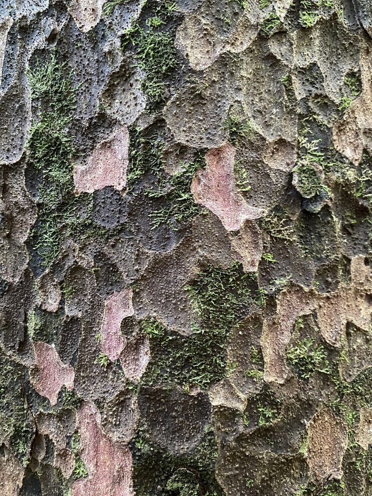 Matai from Talbot Forest Scenic Reserve, Geraldine, Canterbury, NZ on ...