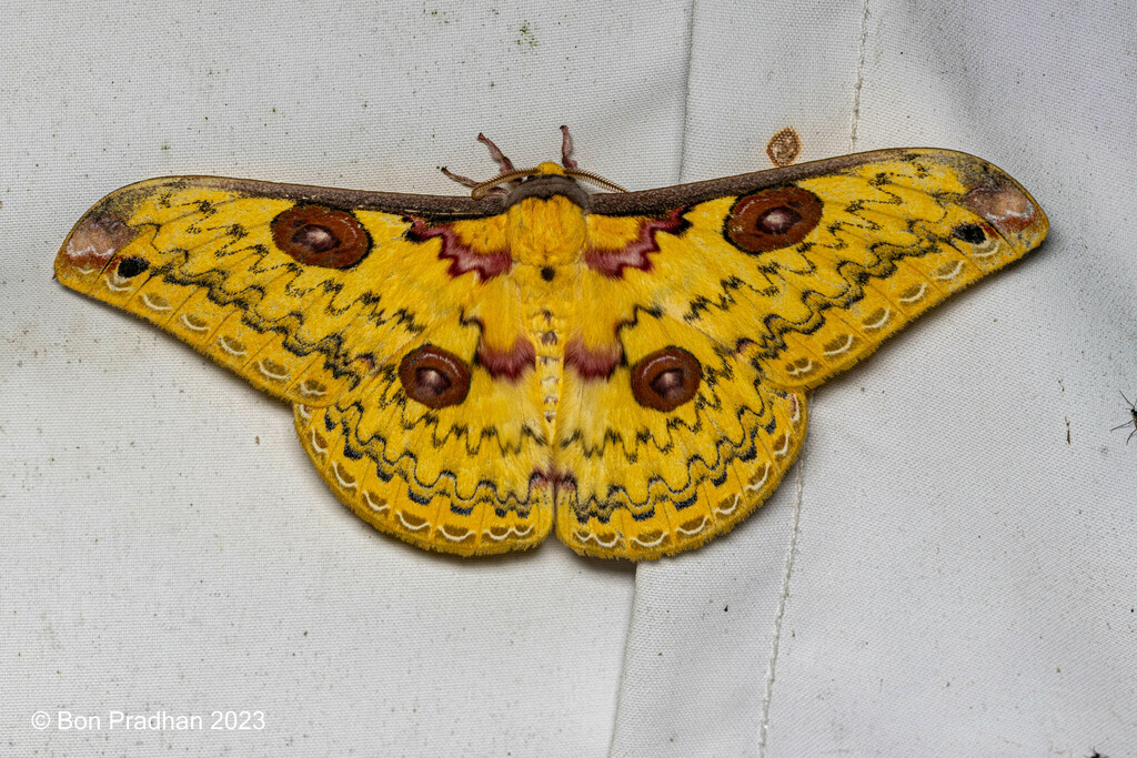 Loepa sikkima in July 2023 by Bon Pradhan · iNaturalist