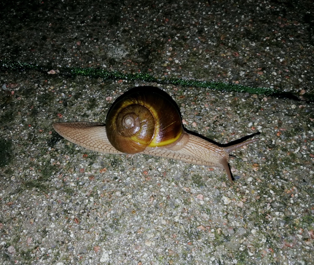 Cryptozona erratica from 中国湖北省宜昌市 on May 19, 2018 at 10:49 PM by Yan Cai · iNaturalist
