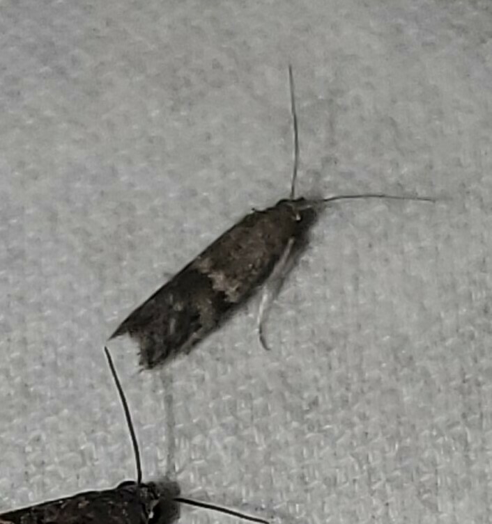 Knot-horn Moths from Bandera County, TX, USA on June 27, 2023 at 09:55 ...