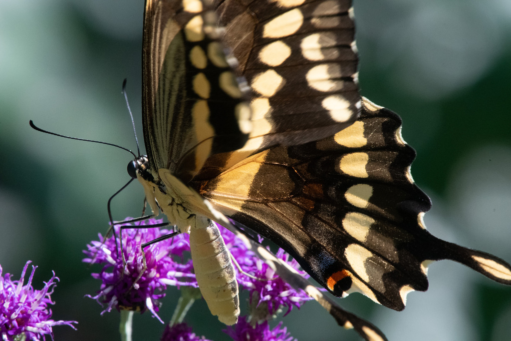 Eastern Giant Swallowtail from Northeast Carrollton, Carrollton, TX ...
