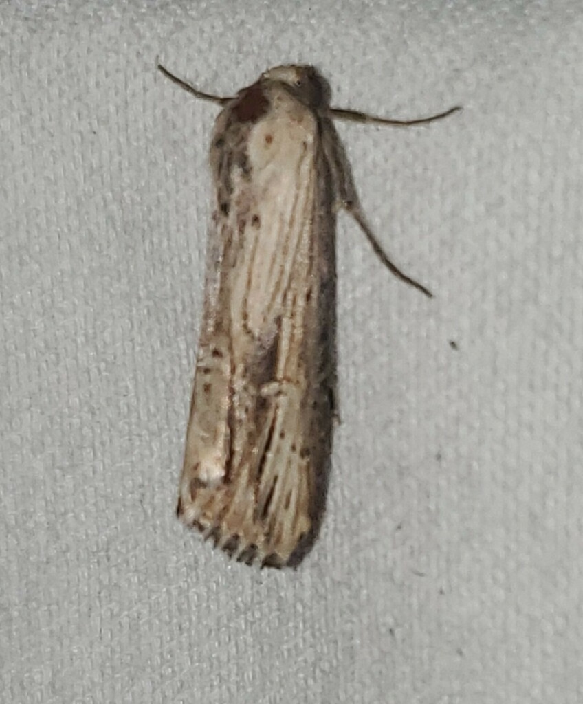 Verbena Moth from Bandera County, TX, USA on June 28, 2023 at 06:01 AM ...