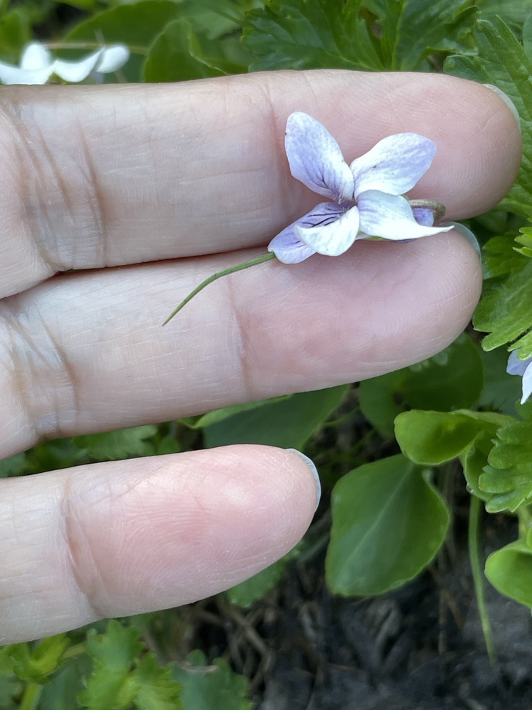 alpine marsh violet from Pierce County, WA, USA on July 14, 2023 at 08: ...