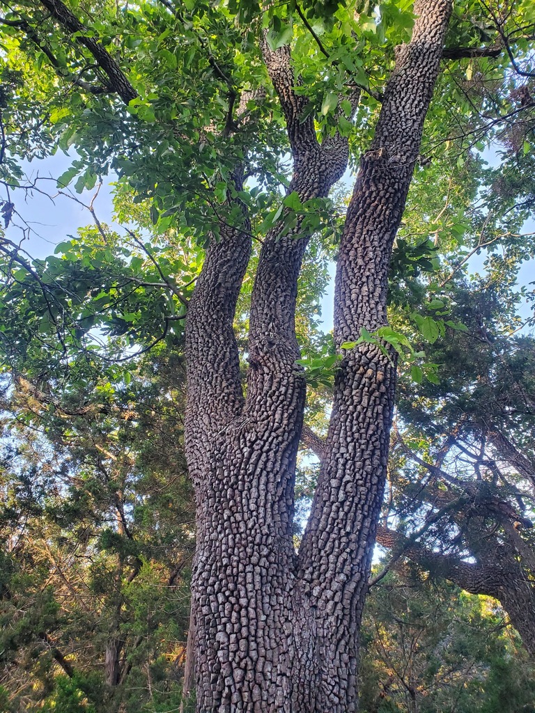 persimmon family (Ebenaceae) - Botanical Realm