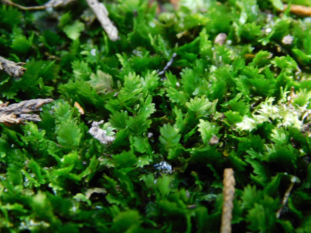 pocket mosses from Chisholm Creek, Wichita, KS, USA on July 10, 2023 at ...