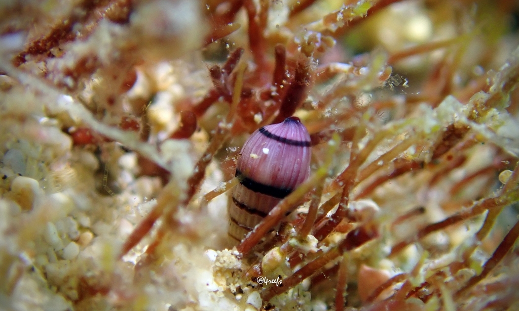 Myurella pygmaea in June 2023 by D. Torres-Pulliza · iNaturalist