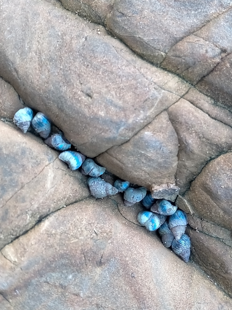 New Zealand Blue-banded Periwinkle from Matiu/Somes Island Wharf ...