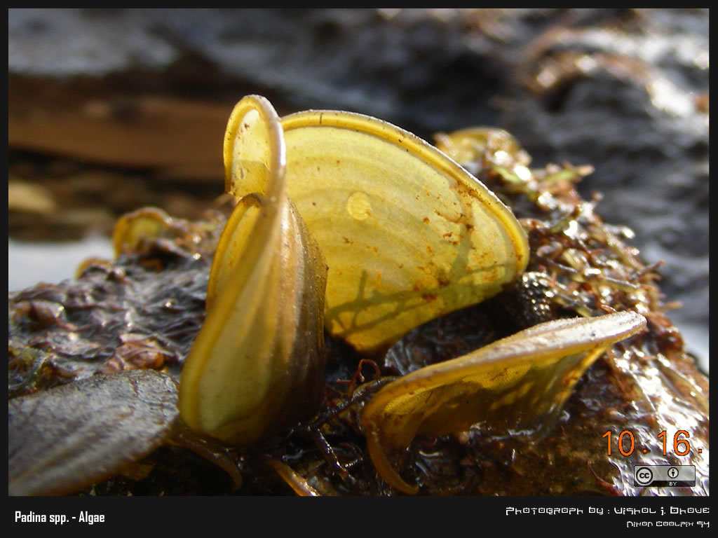 Mermaid's Fan Seaweeds from Ratnagiri, Maharashtra, India on October 16 ...