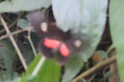 Variable Cattleheart from El Triunfo, Ecuador on June 22, 2023 at 10:05 ...