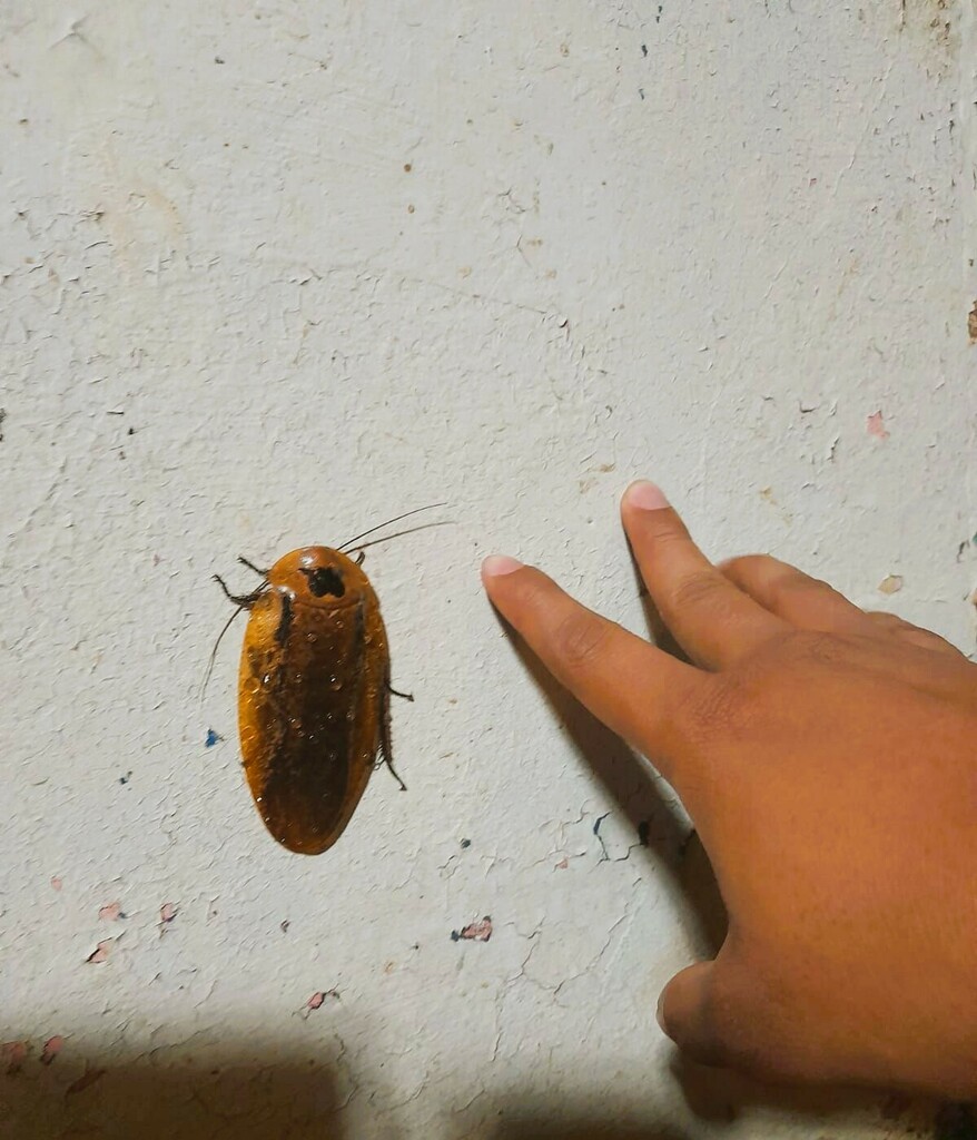 Peppered Cockroach from Pedregal, Panamá on July 14, 2023 at 10:07 PM ...