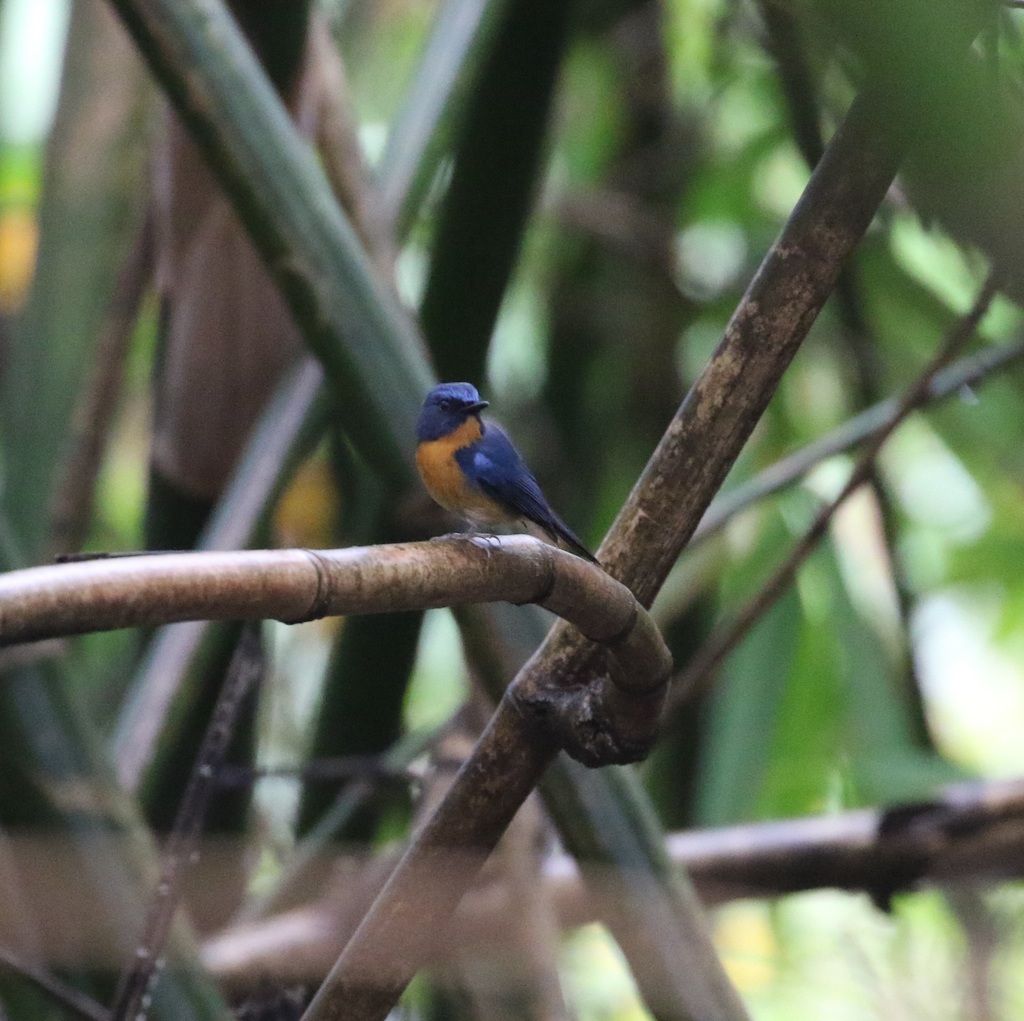 Large Blue Flycatcher (Cyornis magnirostris) - Avian Discovery