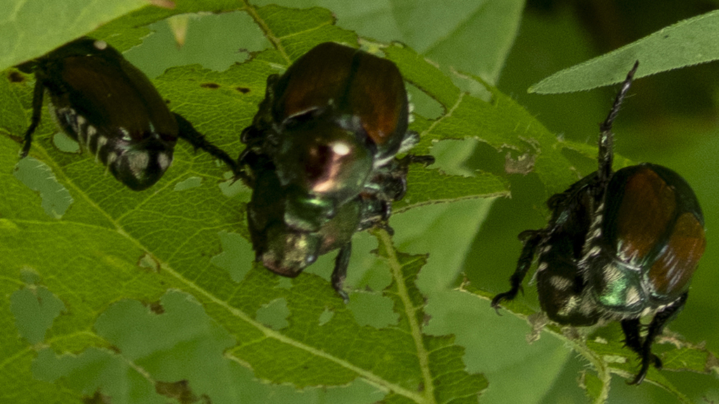 Winsome Fly from Onondaga County, NY, USA on July 13, 2023 at 04:51 PM ...