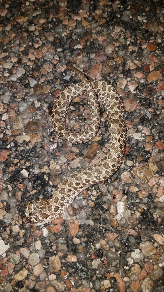 Plains Hognose Snake from Sherlock, KS, USA on July 14, 2023 at 10:24 ...