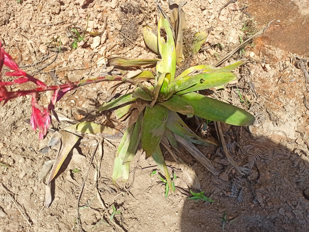 Tillandsia tovarensis from Cantón de Chilla, Ecuador on June 29, 2023 ...