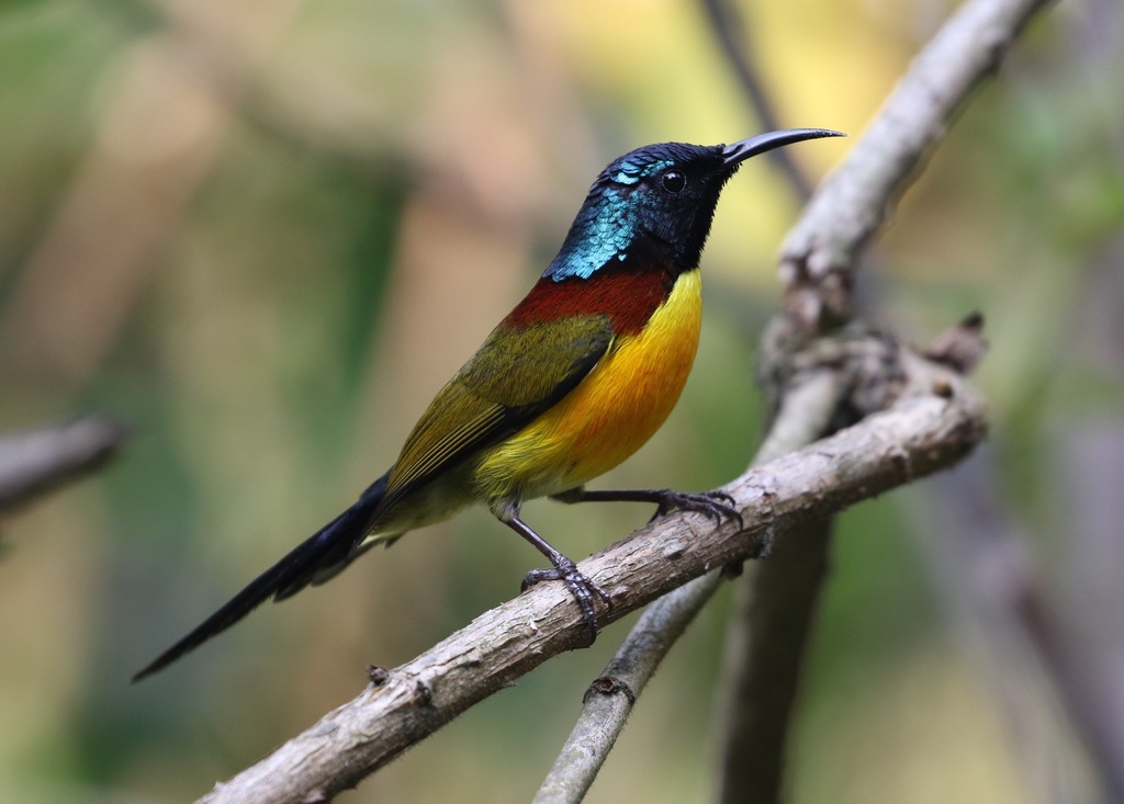 Green-tailed Sunbird (Birds of Thailand) · iNaturalist