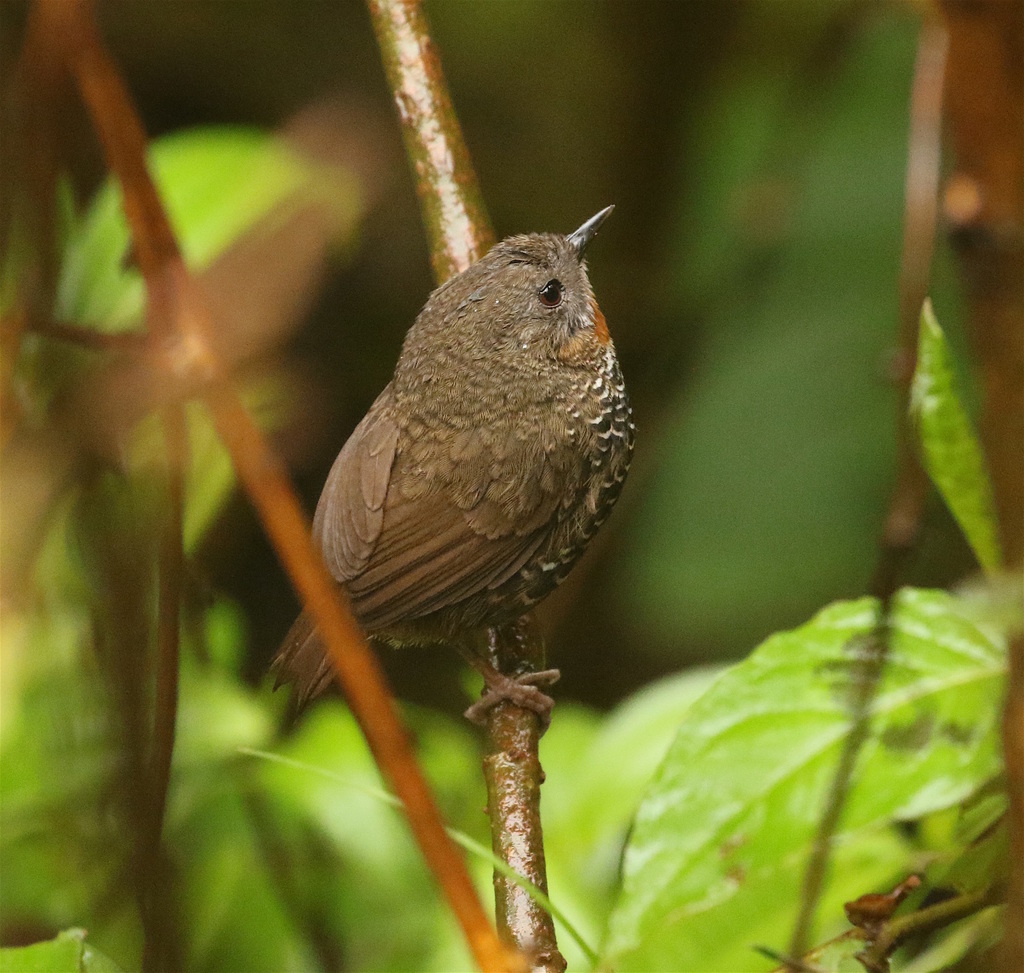 Rusty-throated Wren-Babbler in April 2016 by Mikael Bauer · iNaturalist