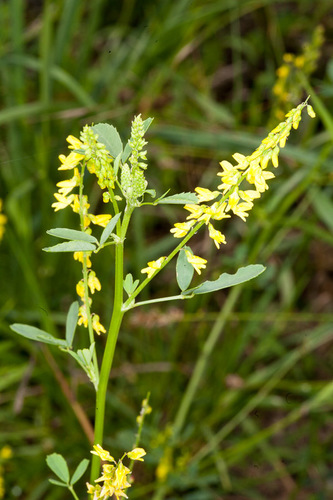 Yellow Sweet Clover (Deer Grove Natural Areas Volunteers Invasive ...