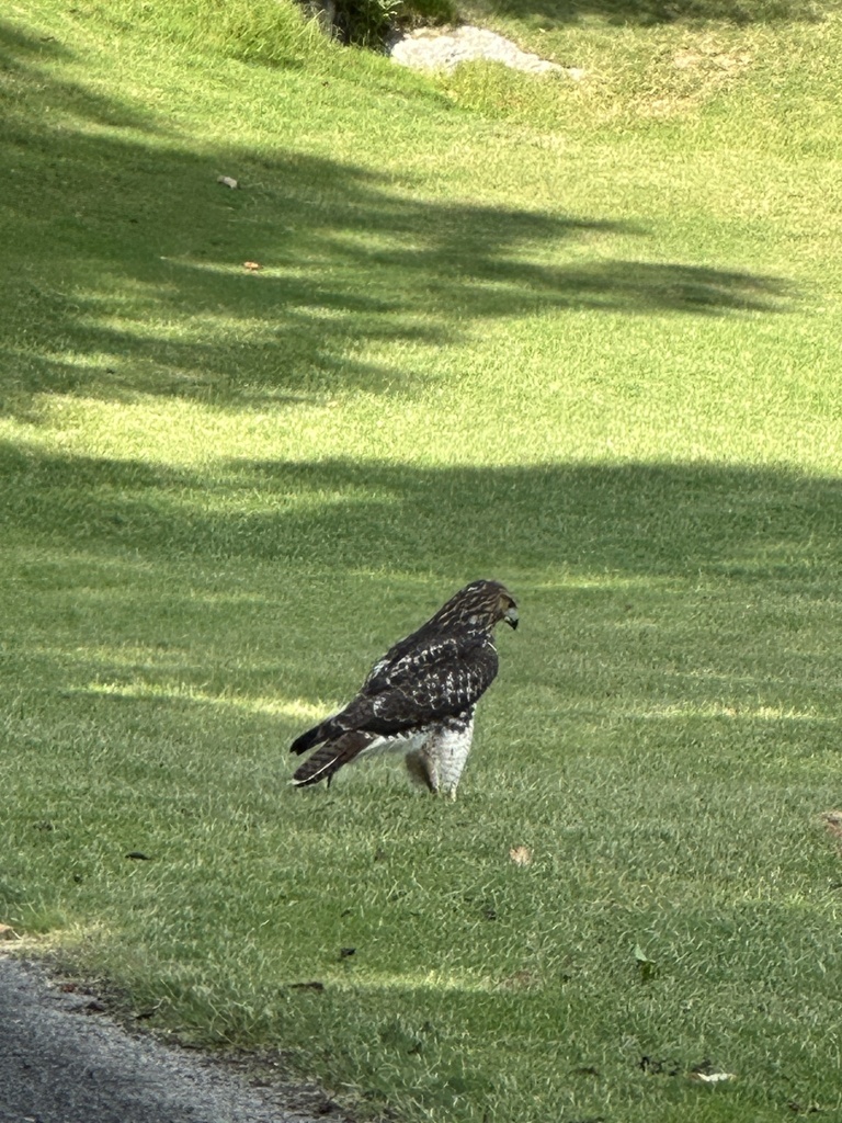 Red-tailed Hawk from Centennial Golf Course, Oak Ridge, TN, US on July ...