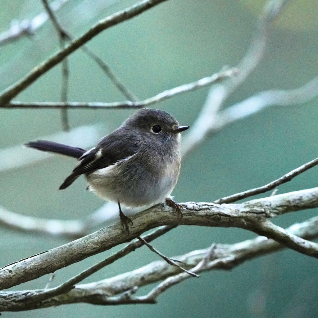 Rose Robin in June 2023 by ruthhuckstepp · iNaturalist